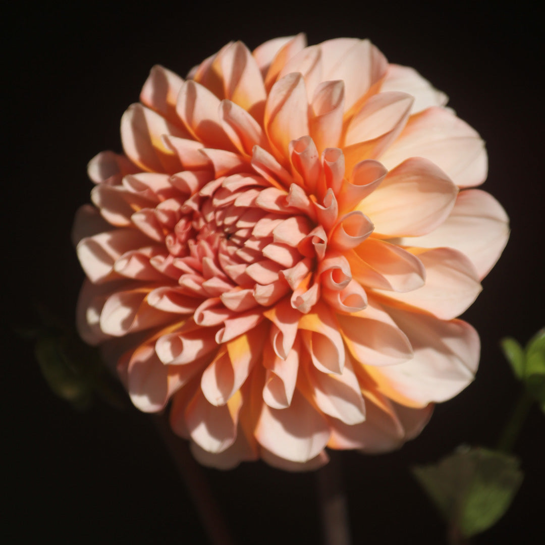 The Language of Flowers | Caroline Fine Flowers