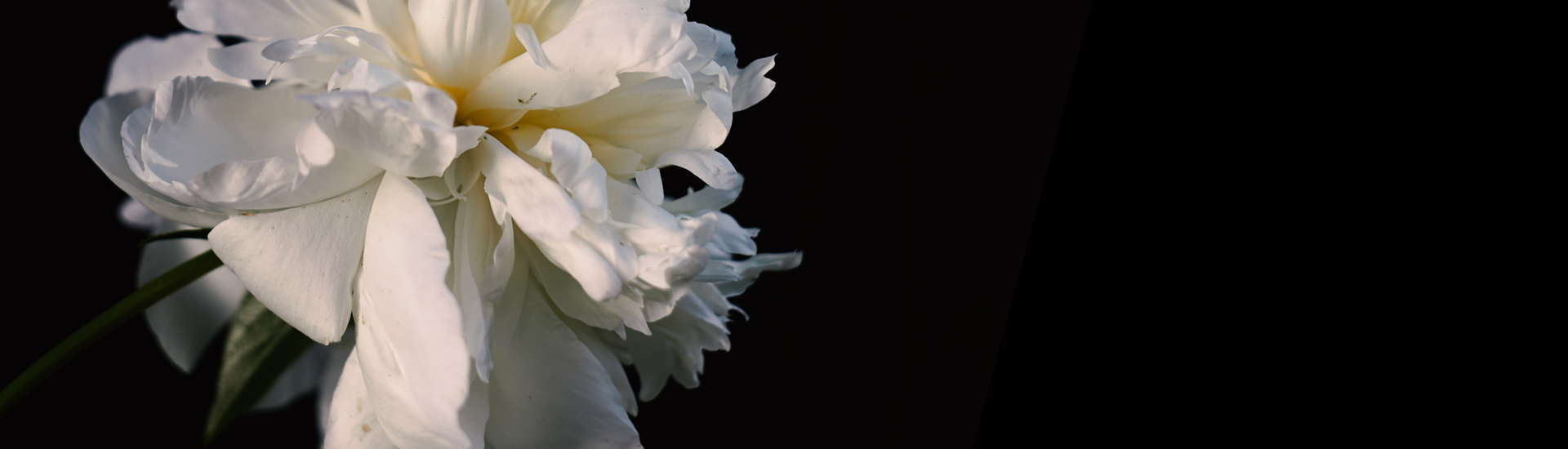 Vases and Home Decor for sale | Caroline Fine Flowers