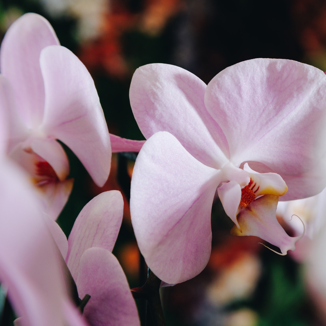 Our Story | Caroline Fine Flowers