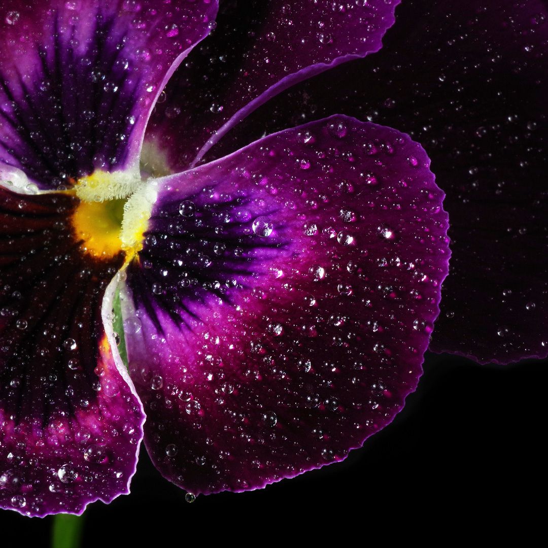 Caroline Fine Flowers