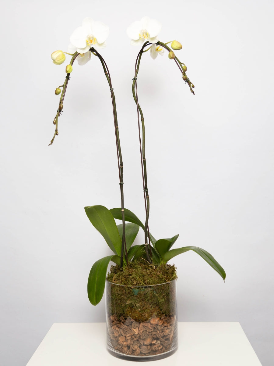 Two Potted Orchids for sale in-store or delivery