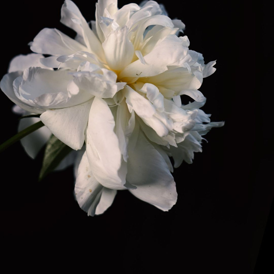 Caroline Fine Flowers