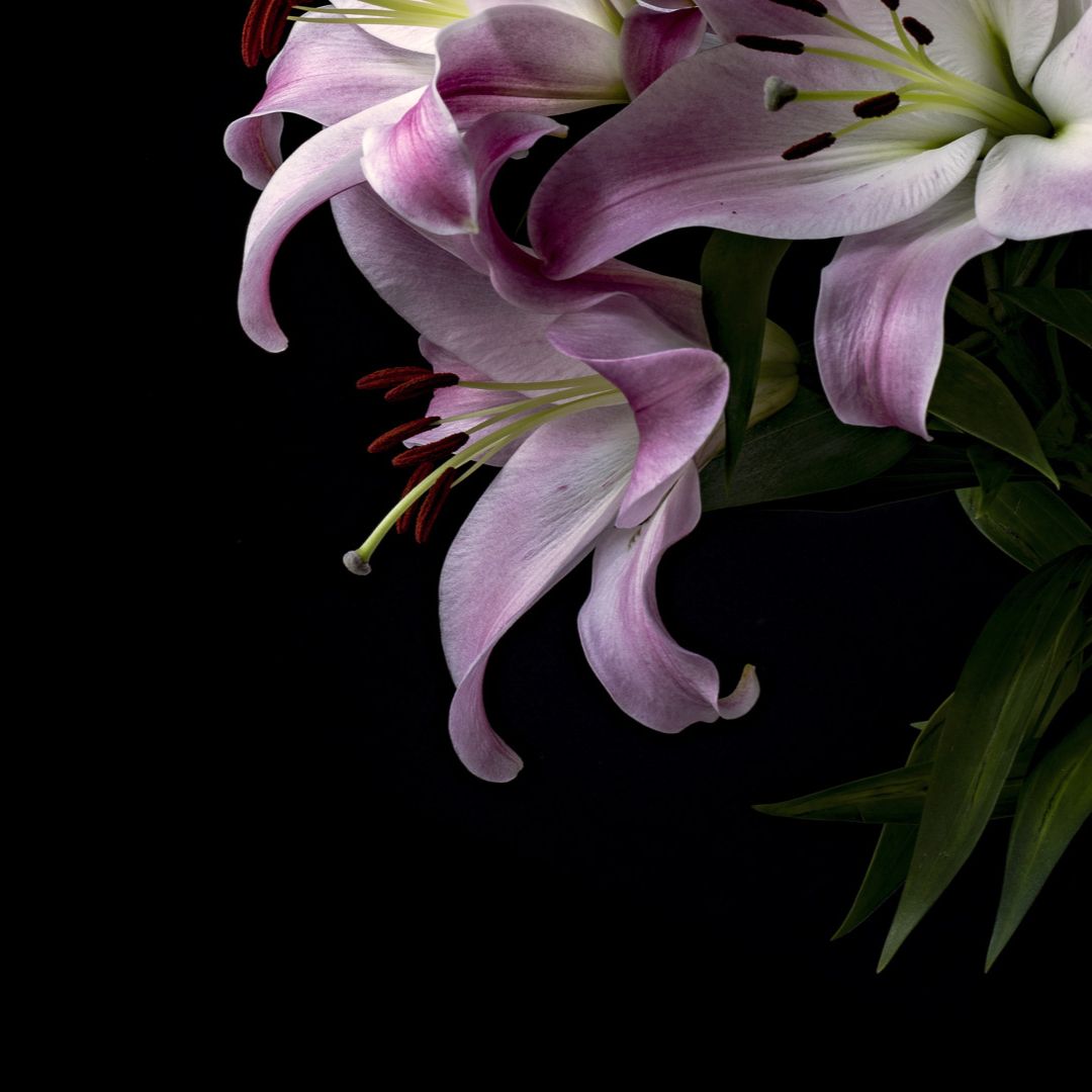 Caroline Fine Flowers