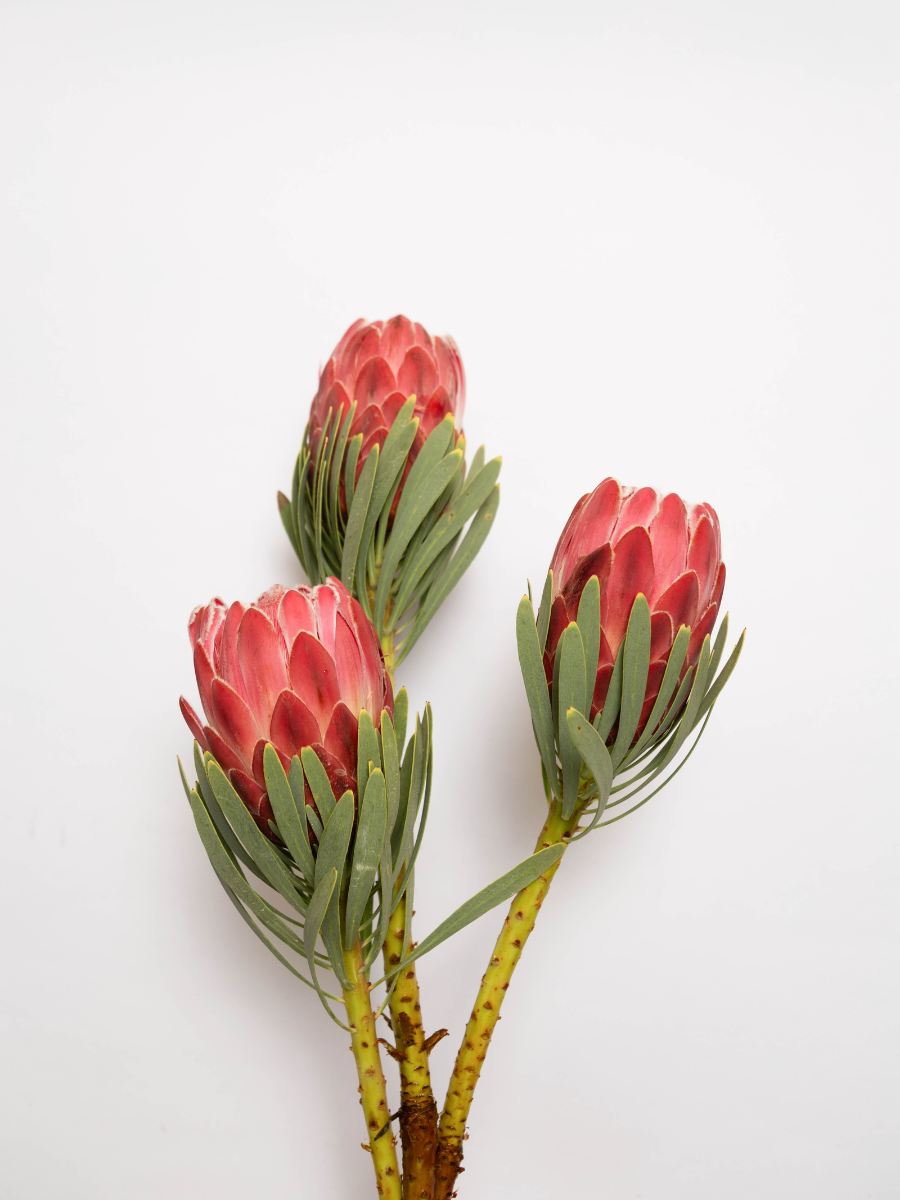 Pink Proteas by Stem for sale in-store or delivery