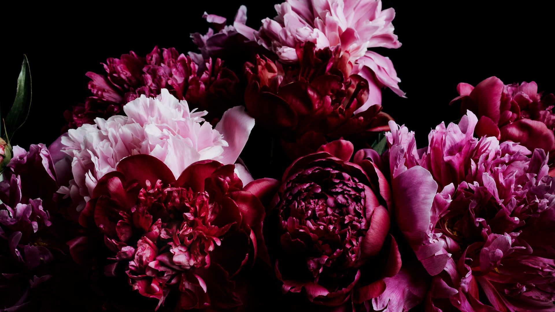 Caroline Fine Flowers